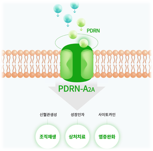 PDRN이란? (PDRN 작용기전, 효과, 적용) : 네이버 블로그