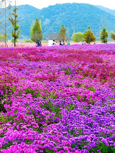 의령 댑싸리 축제 핑크뮬리 아스타국화 가을꽃 가득 호국의병의숲 친수공원 네이버 블로그