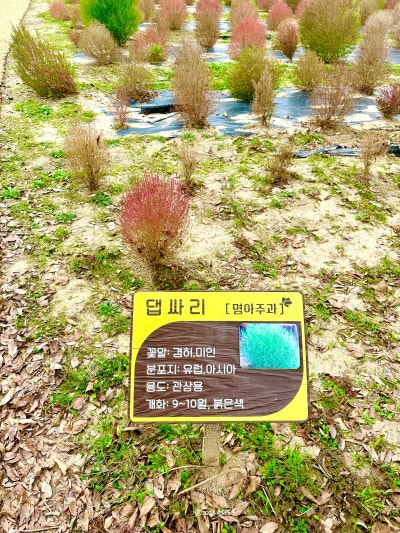 의령 댑싸리 축제 핑크뮬리 아스타국화 가을꽃 가득 호국의병의숲 친수공원 네이버 블로그