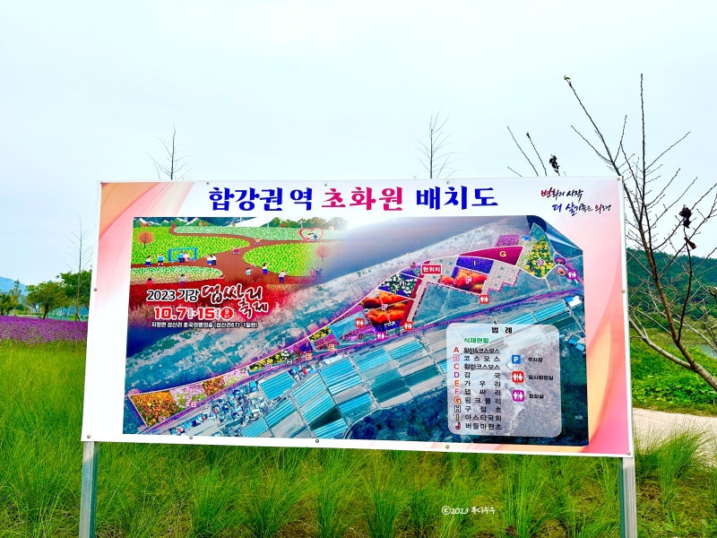 의령 댑싸리 축제 핑크뮬리 아스타국화 가을꽃 가득 호국의병의숲 친수공원 네이버 블로그