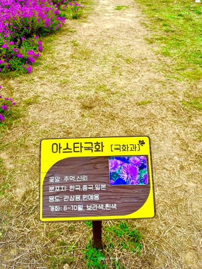 의령 댑싸리 축제 핑크뮬리 아스타국화 가을꽃 가득 호국의병의숲 친수공원 네이버 블로그