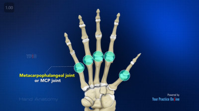 [Hand Anatomy] 손의 해부학적 기본 개념 : 네이버 블로그
