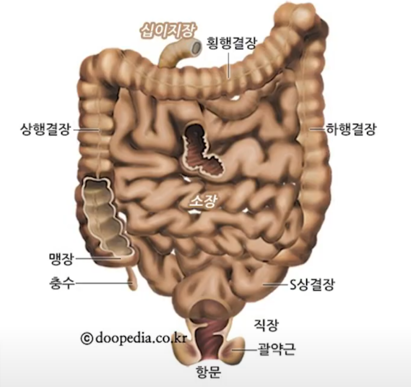 게실염 입원 및 통원 치료 대장 게실증 원인 초기증상 관리 방법 네이버 블로그