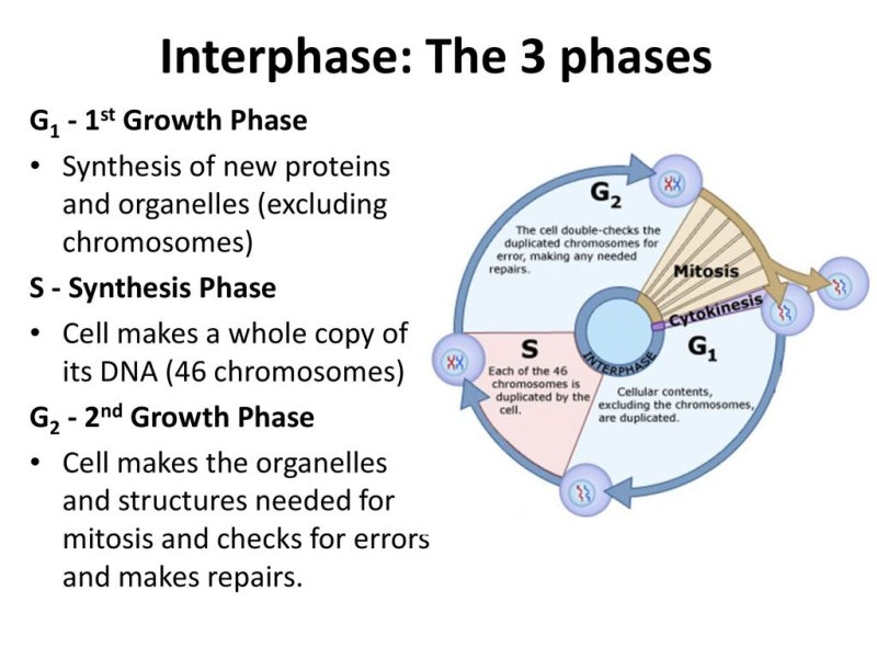 세포 주기: 간기(Interphase of Cell cycle) : 네이버 블로그