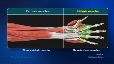 [Hand Anatomy] 손의 해부학적 기본 개념 : 네이버 블로그