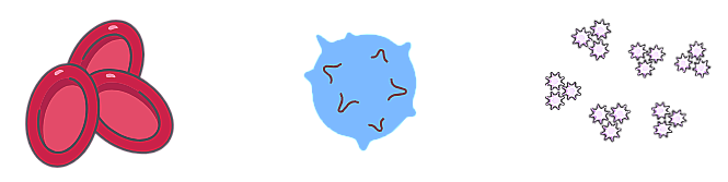 PB Smear 말초 혈액 도말 Blood Cell Morphology 혈구 형태 검사 알아보기 : 네이버 블로그