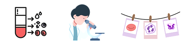 PB Smear 말초 혈액 도말 Blood Cell Morphology 혈구 형태 검사 알아보기 : 네이버 블로그