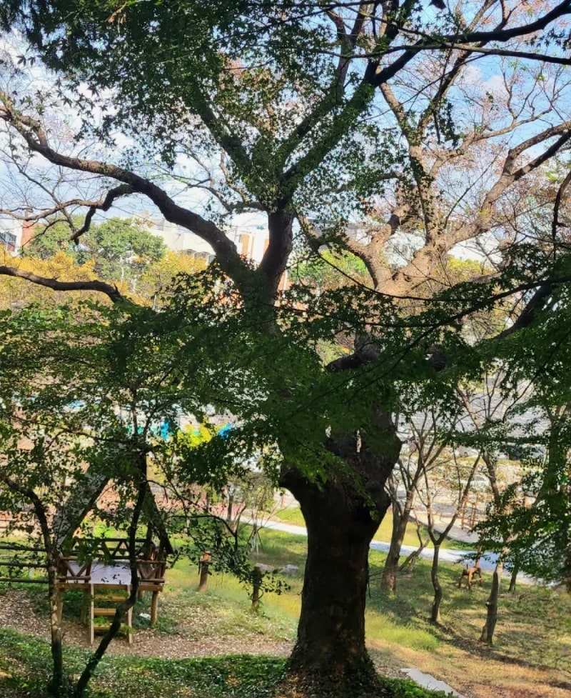 김제 가볼 만한 곳 김제 성산 근린공원 느티나무보호수 탐방 네이버 블로그