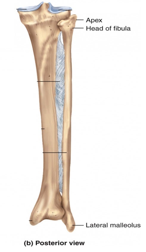 기초 해부생리학 - Fibula (비골) : 네이버 블로그