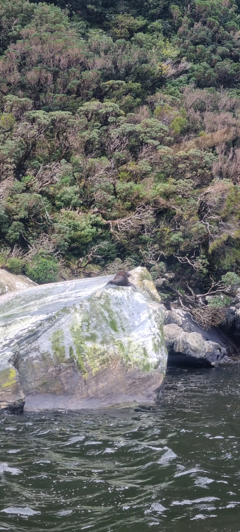 [뉴질랜드 남섬여행] 피오르드랜드 국립공원, 에글린턴 계곡 거울호수, 밀포드사운드 : 네이버 블로그
