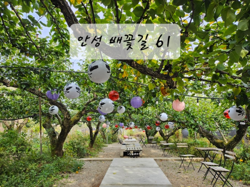 아이와함께안성 배꽃길61 체험농장카페 990원 소금빵 맛집 할로윈분위기 아이와 갈만한곳 추천 네이버 블로그