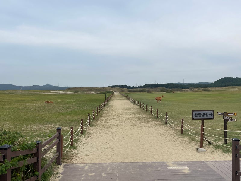서해안 가볼만한곳 태안 신두리 해안사구 둘레길 여행 코스 추천 네이버 블로그