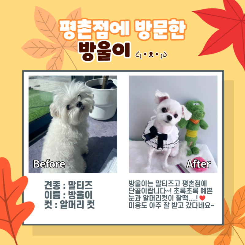 안양 평촌 애견미용 네오펫ㅣ말티즈 알머리 컷 네이버 블로그