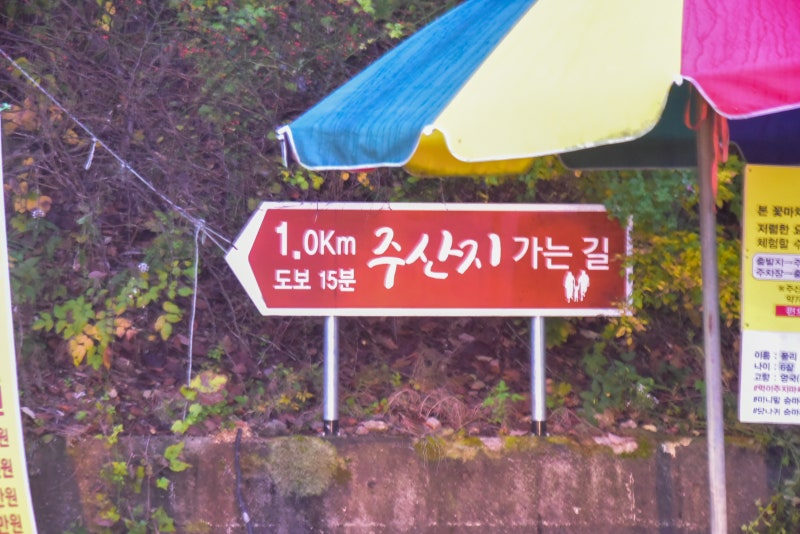 청송 가볼만한곳 청송 주산지 단풍 물안개 And 주차장 안내 네이버 블로그