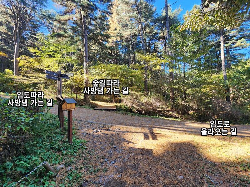 경기도 가평 잣향기푸른숲 잣나무 숲길 사방댐까지 걷기 네이버 블로그
