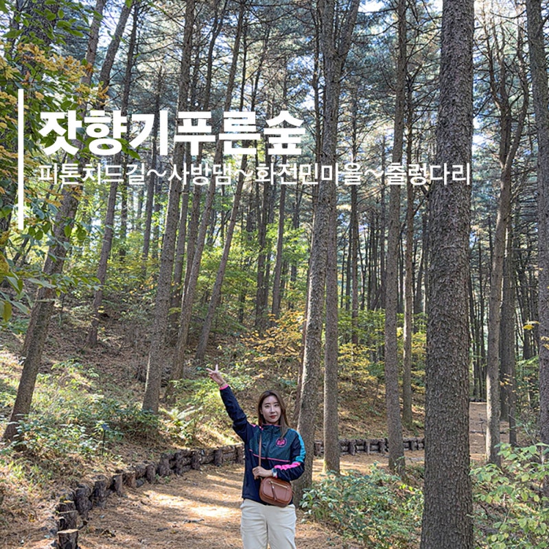 경기도 가평 잣향기푸른숲 잣나무 숲길 사방댐까지 걷기 네이버 블로그