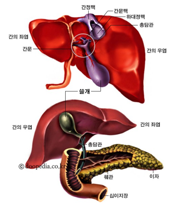 PTGBD, PTBD 차이, 간호 및 irrigation : 네이버 블로그