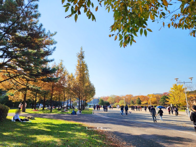 인천대공원 단풍 명소 인천 단풍구경 가을나들이주차 팁 네이버 블로그