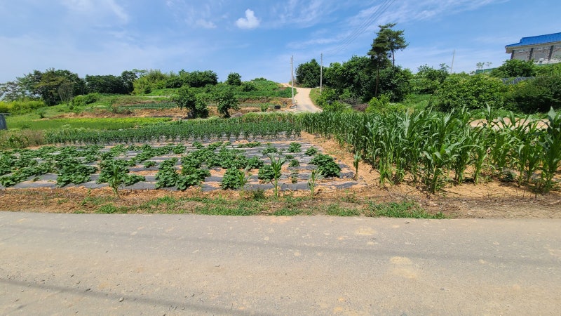 화순읍 녹십자인근 전원주택부지 매매화순군 화순읍전741㎡제1종일반주거지역매매가 2억6천8백만화순부동산화순공인중개사