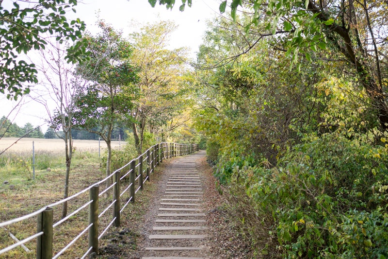 제주도 오름 추천 제주 물영아리오름 탐방 코스 및 소요시간 네이버 블로그