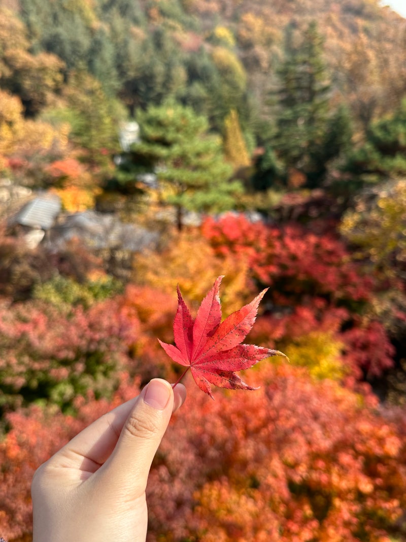 가을단풍명소 화담숲 I 방문하기 전 꼭 봐야 할 참고 사항 포토존 관람 코스 모노레일 주차 입장권 번지없는주막 후기