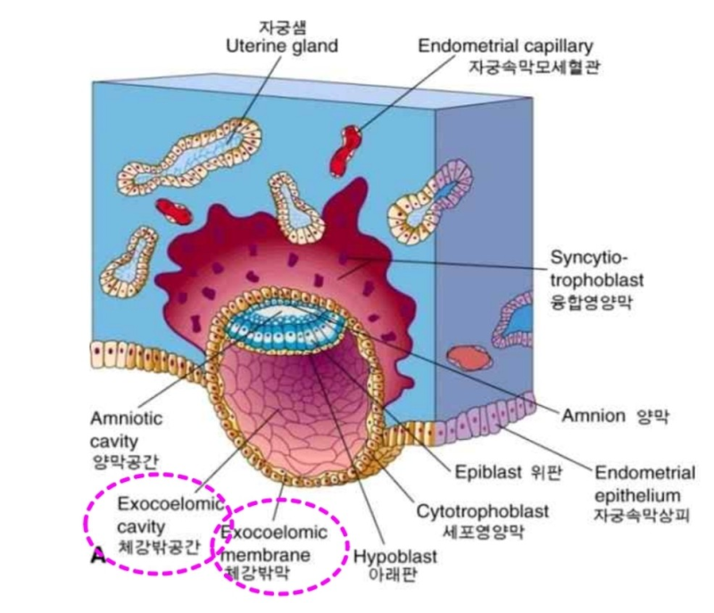 창자배의 형성과정 1편 : 네이버 블로그