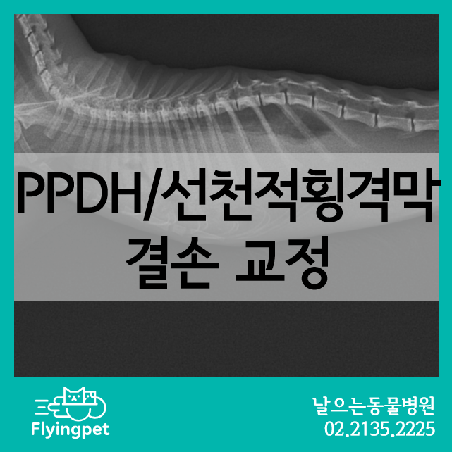 어린 고양이 복막심낭횡격막탈장PPDH의 수술과 합병증 / 고양이PPDH, 고양이횡격막파열, 고양이횡격막탈장, 고양이탈장, 날으는 ...