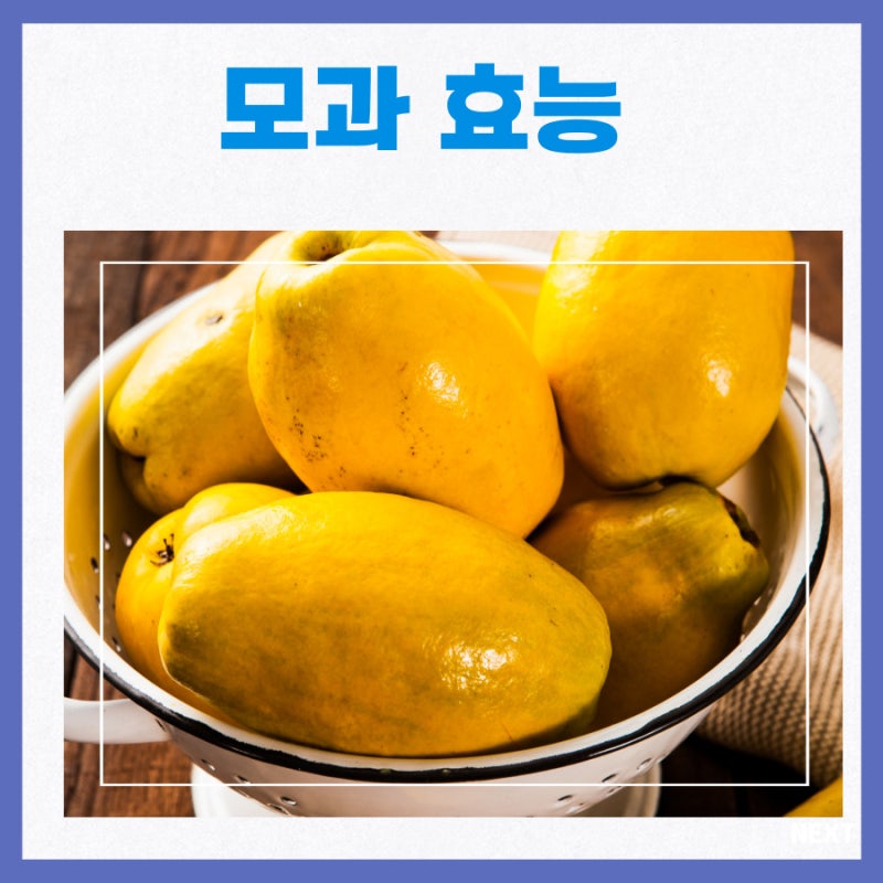 모과효능 칼로리 부작용 모과청 모과차 네이버 블로그
