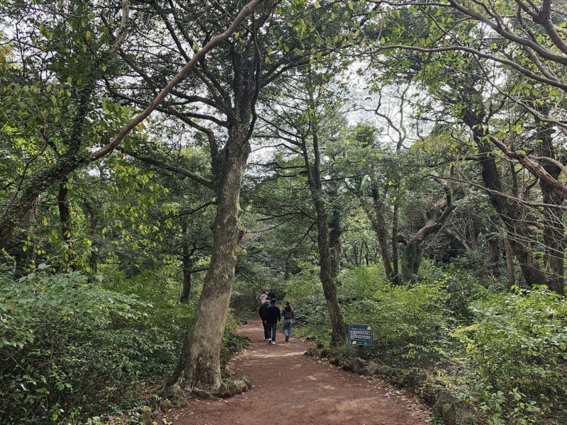 제주도 곶자왈 제주 숲길 비자림 숲 소요시간 입장료 제주 가을 여행 코스 굿 네이버 블로그