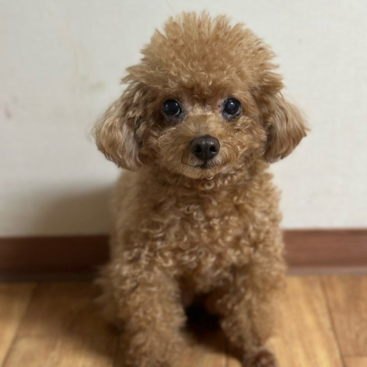 강아지 앞다리 절뚝 떨림 휨 원인 알려드려요