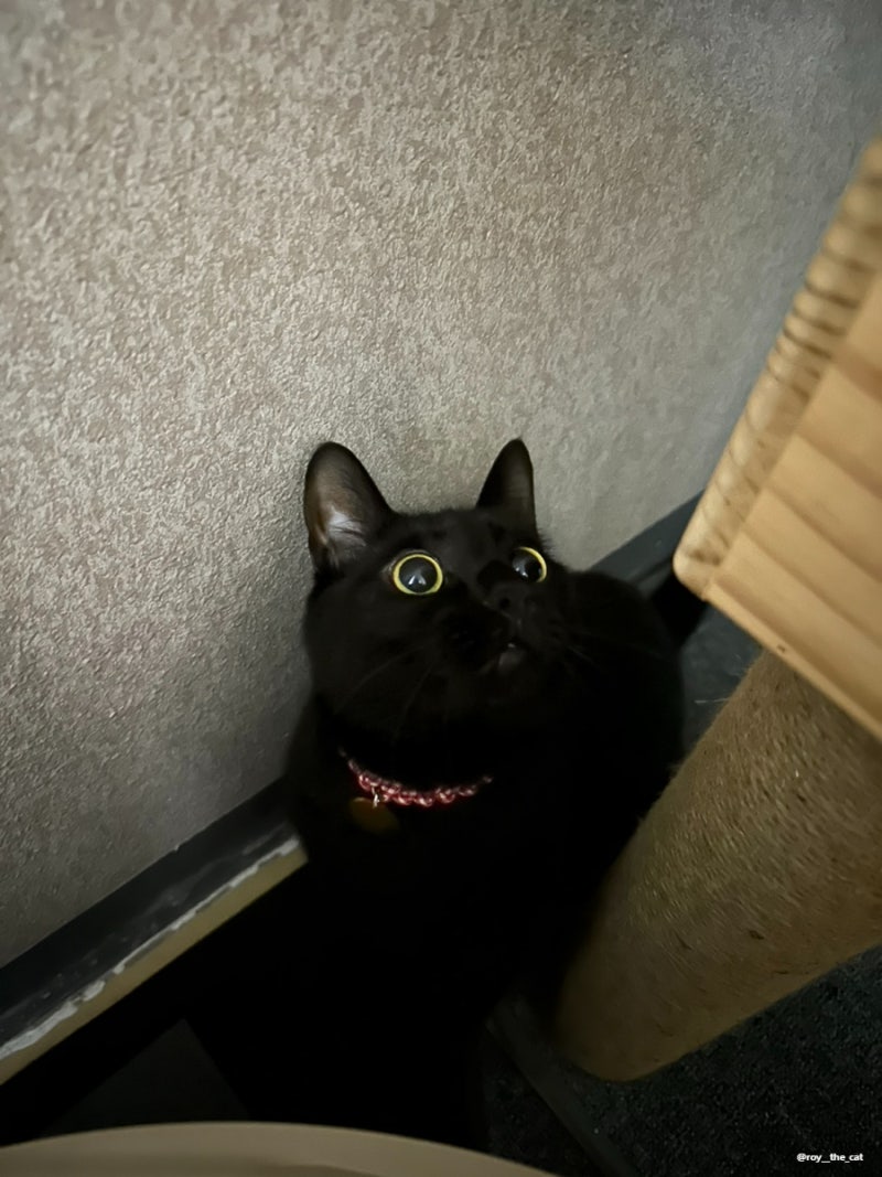 귀여운 고양이 사진 웃긴 짤 검은고양이 카톡 인스타 프사 모음 네이버 블로그