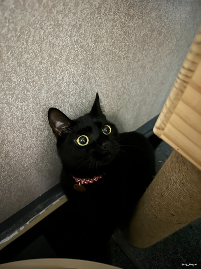 귀여운 고양이 사진 웃긴 짤 검은고양이 카톡 인스타 프사 모음 네이버 블로그