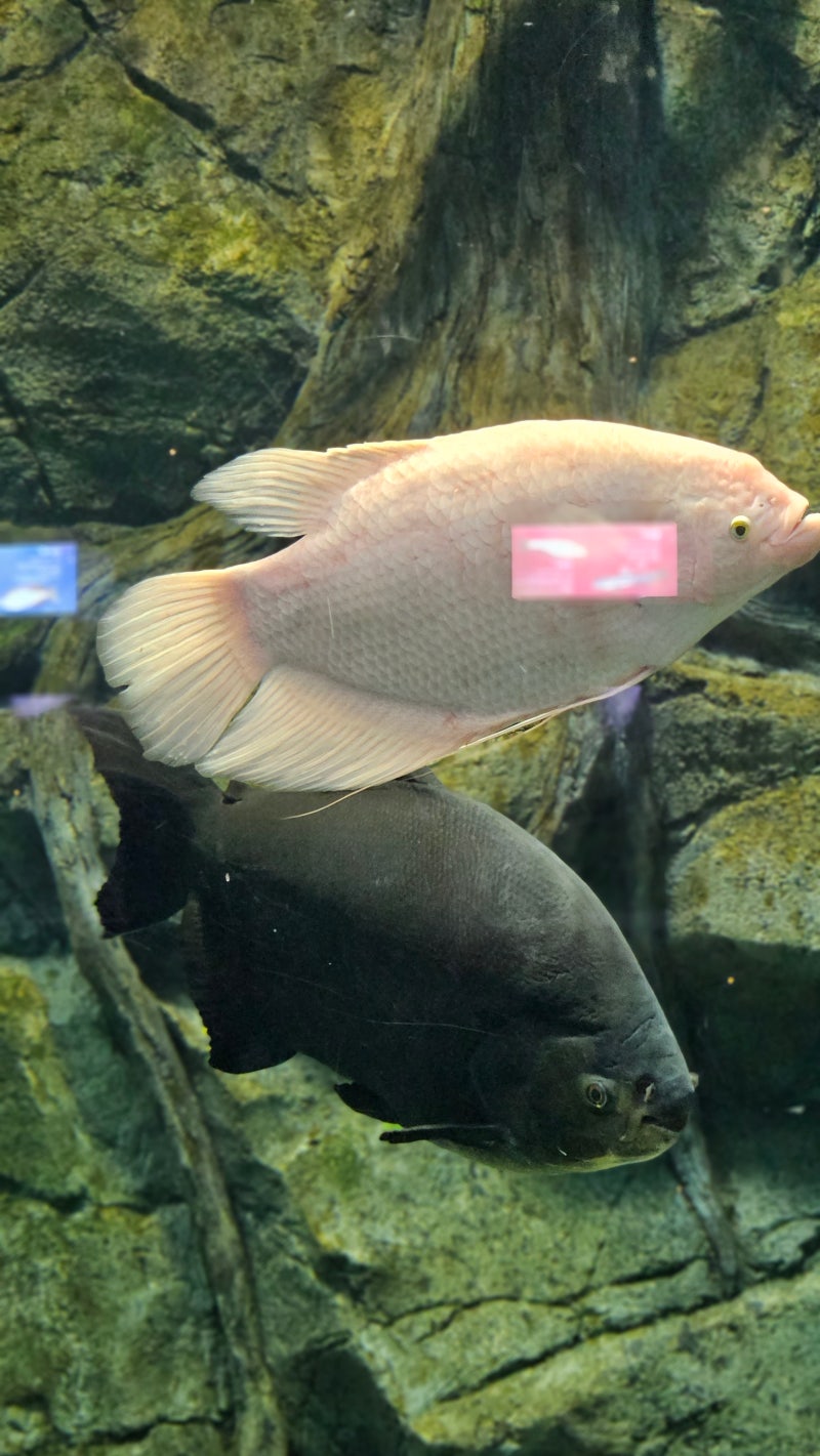 부산 기장 국립수산과학원 수산과학관 무료 아쿠아리움 아이와실내가볼만한곳 네이버 블로그