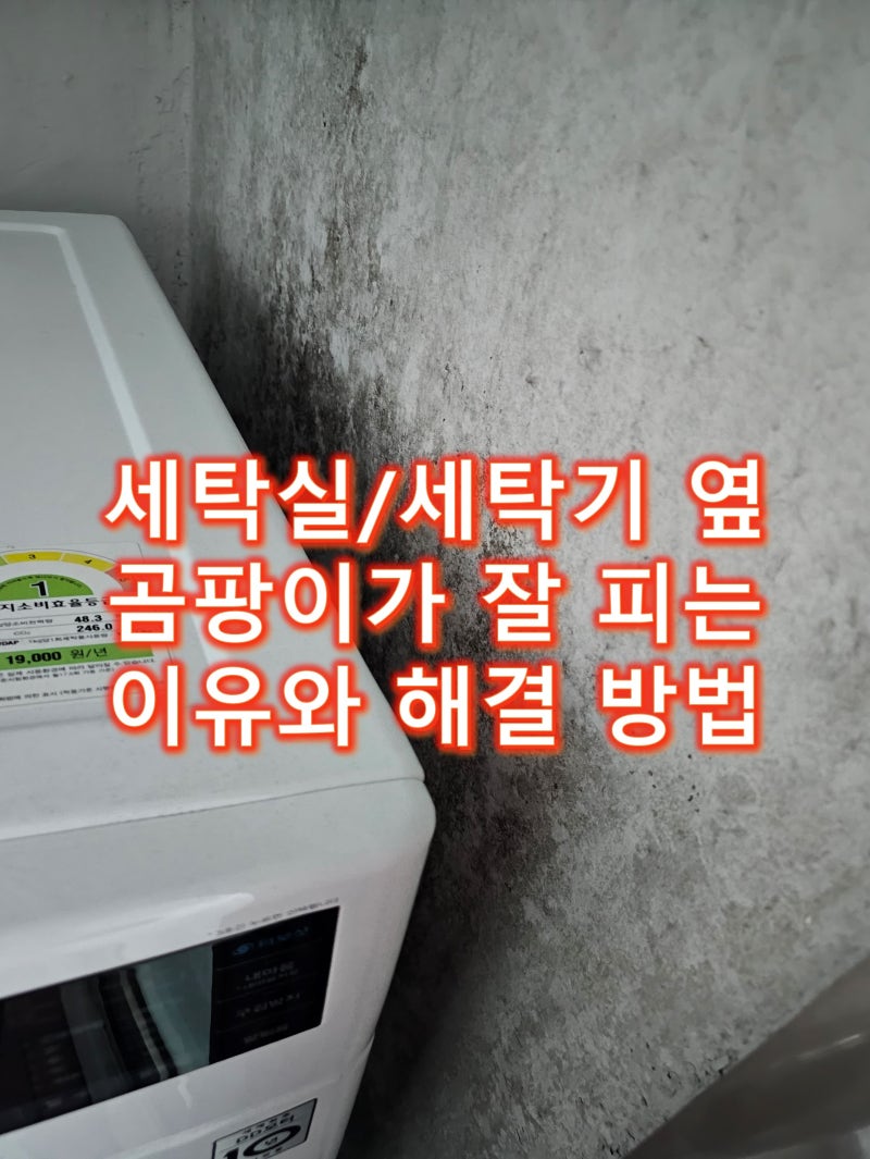 뒤 베란다 세탁기 옆 곰팡이 세탁실 곰팡이 잘 피는 이유와 해결 방법경기도 고양시 일산 아파트 베란다 곰팡이 제거 곰팡이 방지