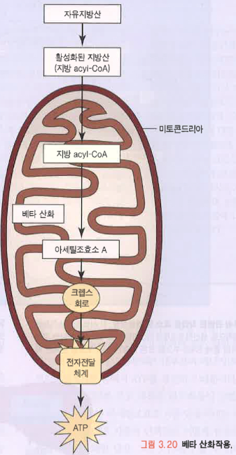 ATP 생성체계(지방) : 네이버 블로그