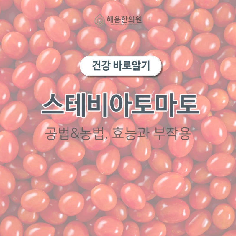 스테비아 방울토마토 농법 공법 부작용 효능은 네이버 블로그