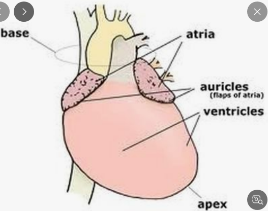 RWMA = regional wall motion abnormality (심장의 국소 벽 이상증) 간단 공부 : 네이버 블로그