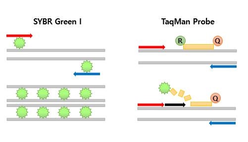 SYBR Green, TaqMan Probe 장단점! #qPCR : 네이버 블로그