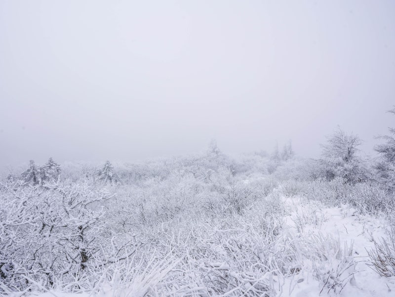 강원 태백 함백산 만항재 등산 최단 코스눈꽃 산행 네이버 블로그