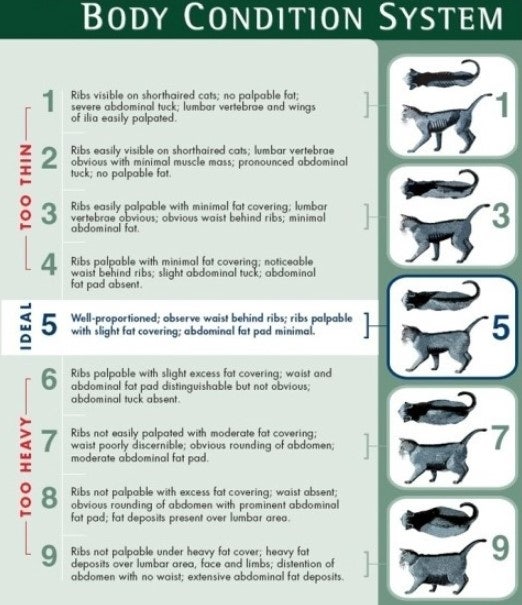 만성신장질환 치료지침 IRIS CKD Guidelines 2023 : 네이버 블로그