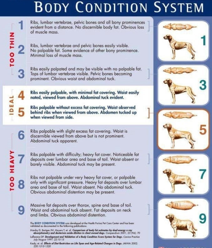 개와 고양이의 만성신장질환 치료지침 IRIS CKD Guidelines 2023 : 네이버 블로그