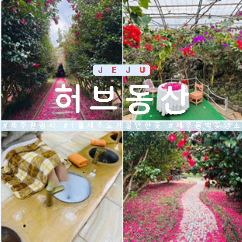1월 제주도 가볼만한곳 동백꽃 명소 제주 허브동산 입장료 및 족욕체험까지 네이버 블로그