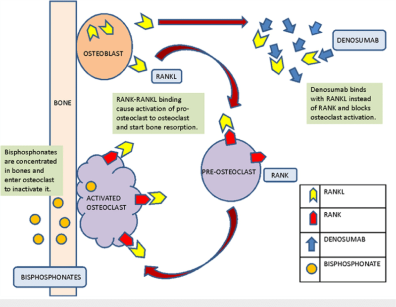 프롤리아(denosumab)- 골다공증 치료제 : 네이버 블로그