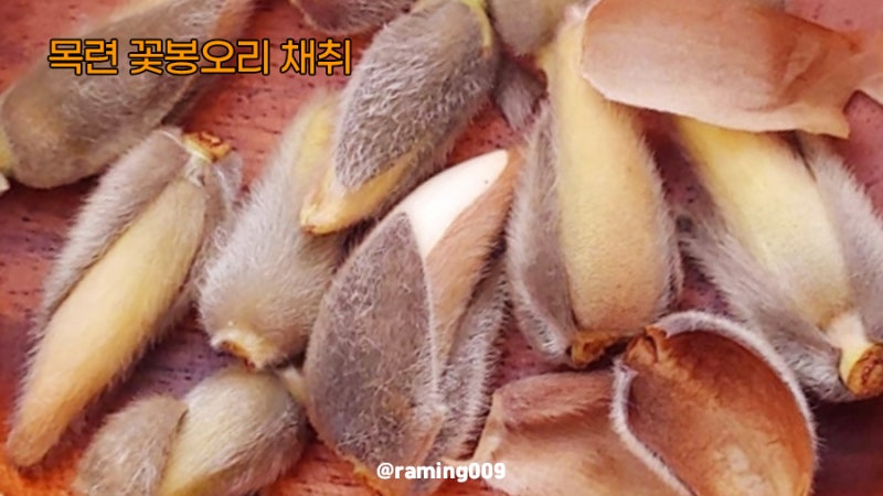 목련차 효능 독성이 있는 목련꽃차 제대로 마시는 법이 따로 있다 네이버 블로그