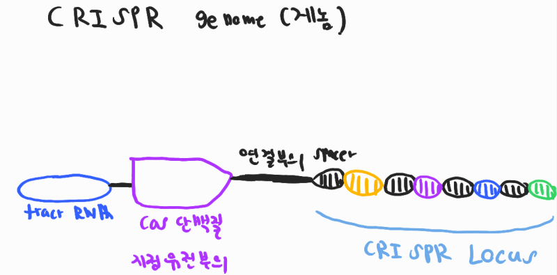 의대생명과학 세특 주제탐구 유전자가위에 대한 상세한 이해 1~ 4편 통합본 네이버 블로그
