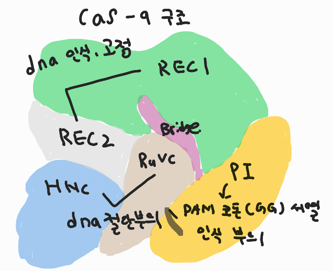 의대생명과학 세특 주제탐구 유전자가위에 대한 상세한 이해 1~ 4편 통합본 네이버 블로그