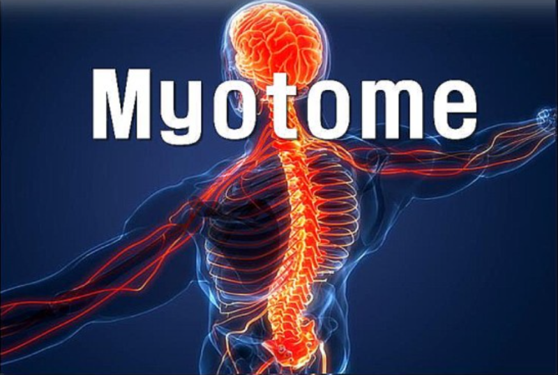 척수 신경(Spinal nerve)에서 운동신경분절의 지배 영역, Myotome(근육분절)에 대해 알아보자. : 네이버 블로그