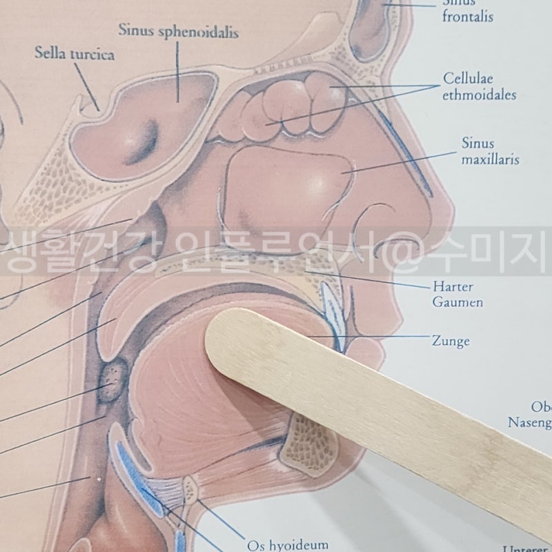 목감기 인후통 증상 침삼킬때 목아픔 약국 목 스프레이 목감기 약 네이버 블로그