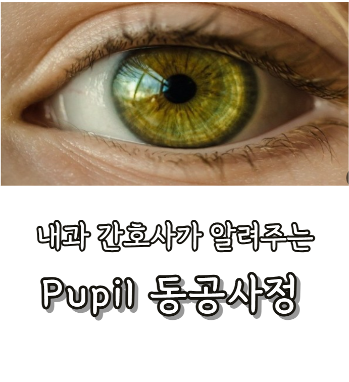 신경계 사정 자율신경계 Pupil 동공 사정 방법 및 결과해석 네이버 블로그
