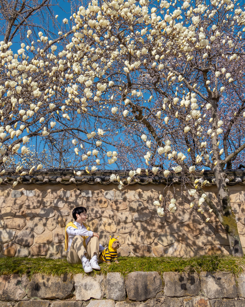 충남 나들이 🌼 예산 여행 추사고택 수선화 And 목련 서울근교 꽃구경 네이버 블로그